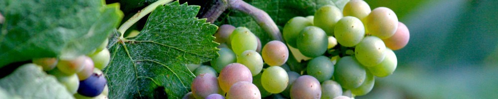 Grapes | Wisconsin Fruit